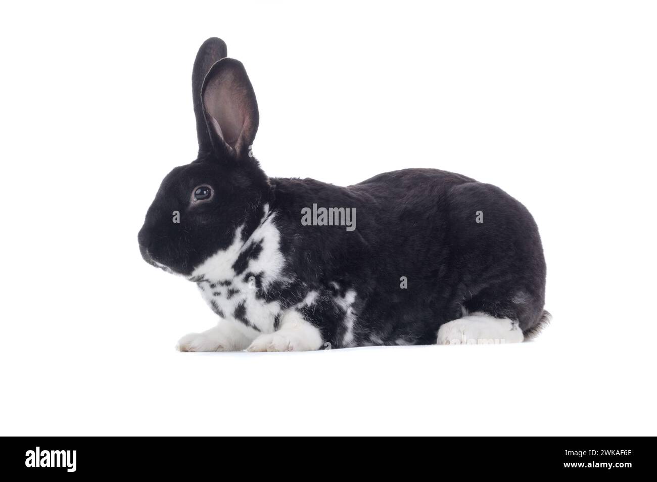 Spotted rabbit hi-res stock photography and images - Alamy