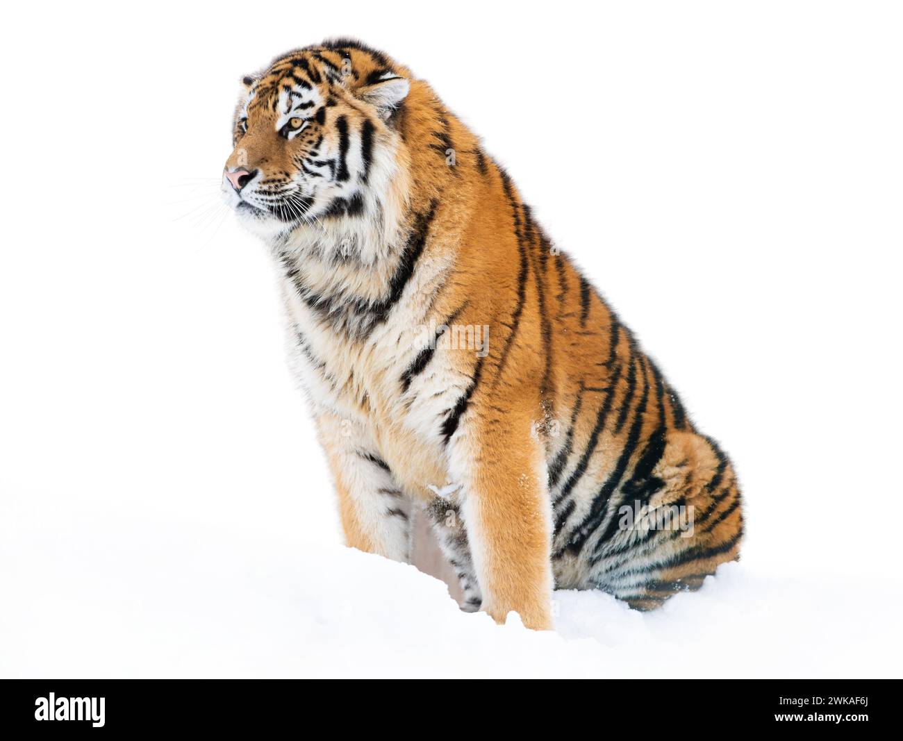 Siberian tiger snow siberia hi-res stock photography and images - Alamy