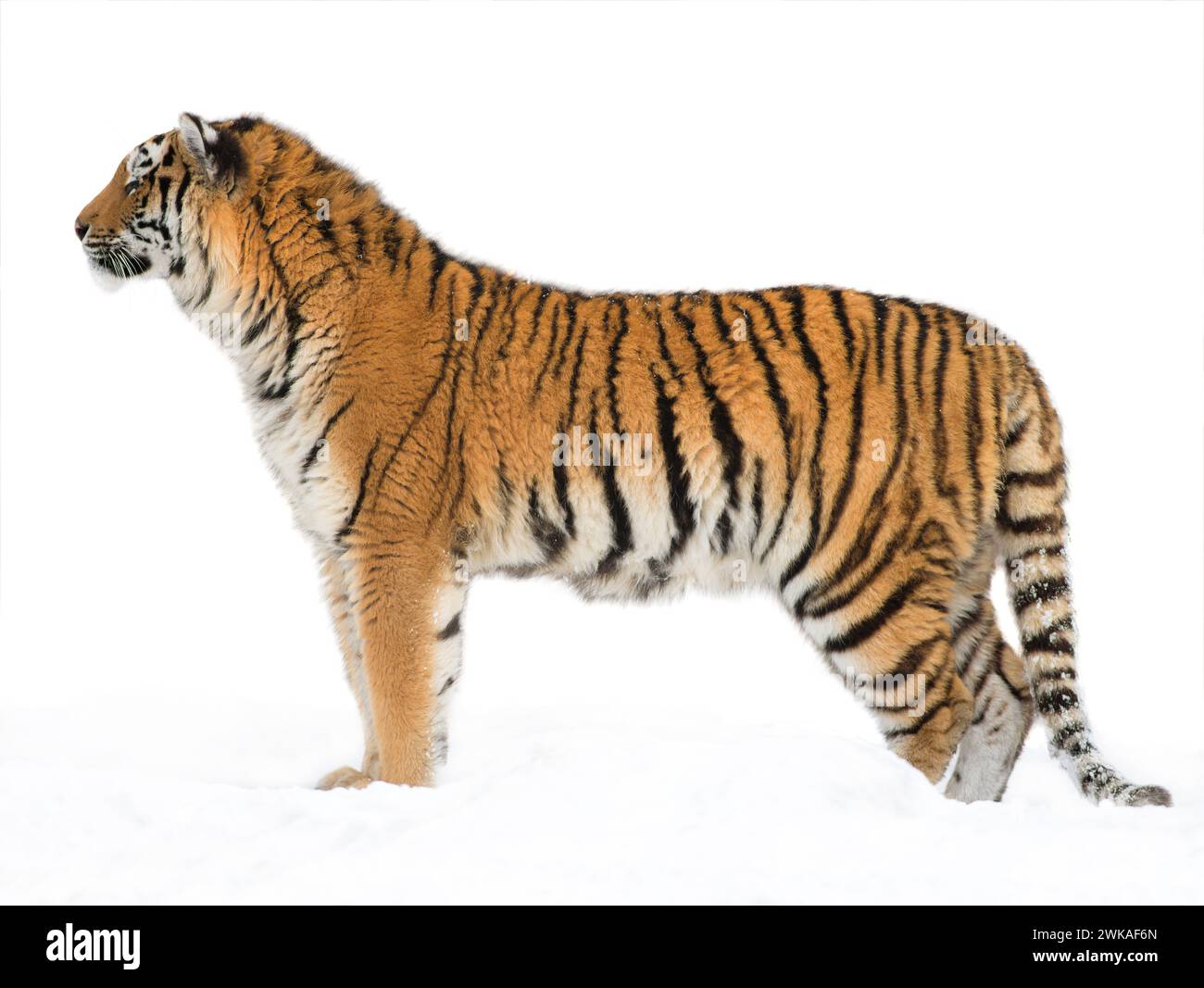 Tiger for nursery Cut Out Stock Images & Pictures - Alamy