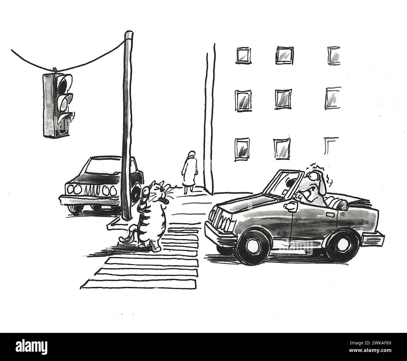 BW cartoon of a cat walking a crosswalk with a dog, in his car, stopped ...