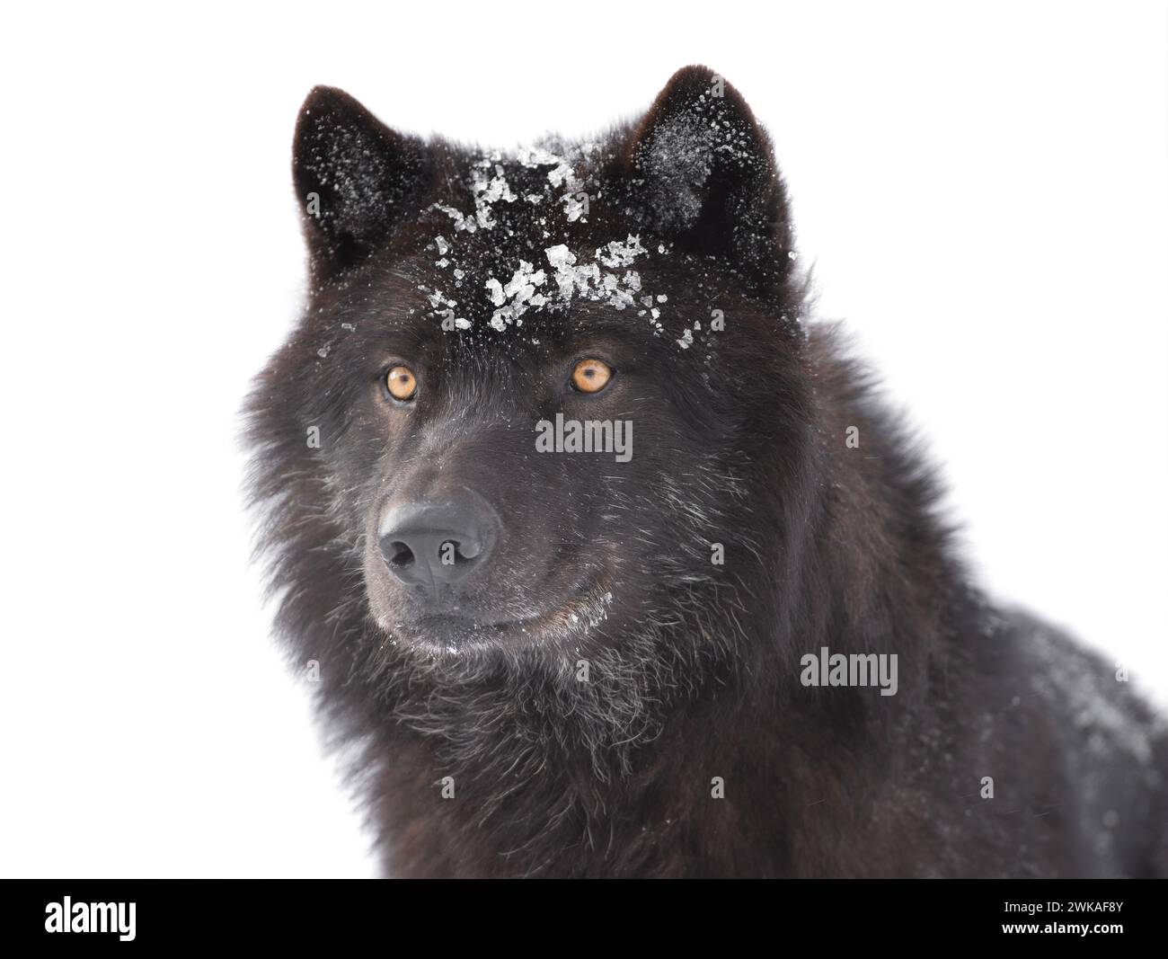 portrait canadian black wolf isolated on white background Stock Photo ...