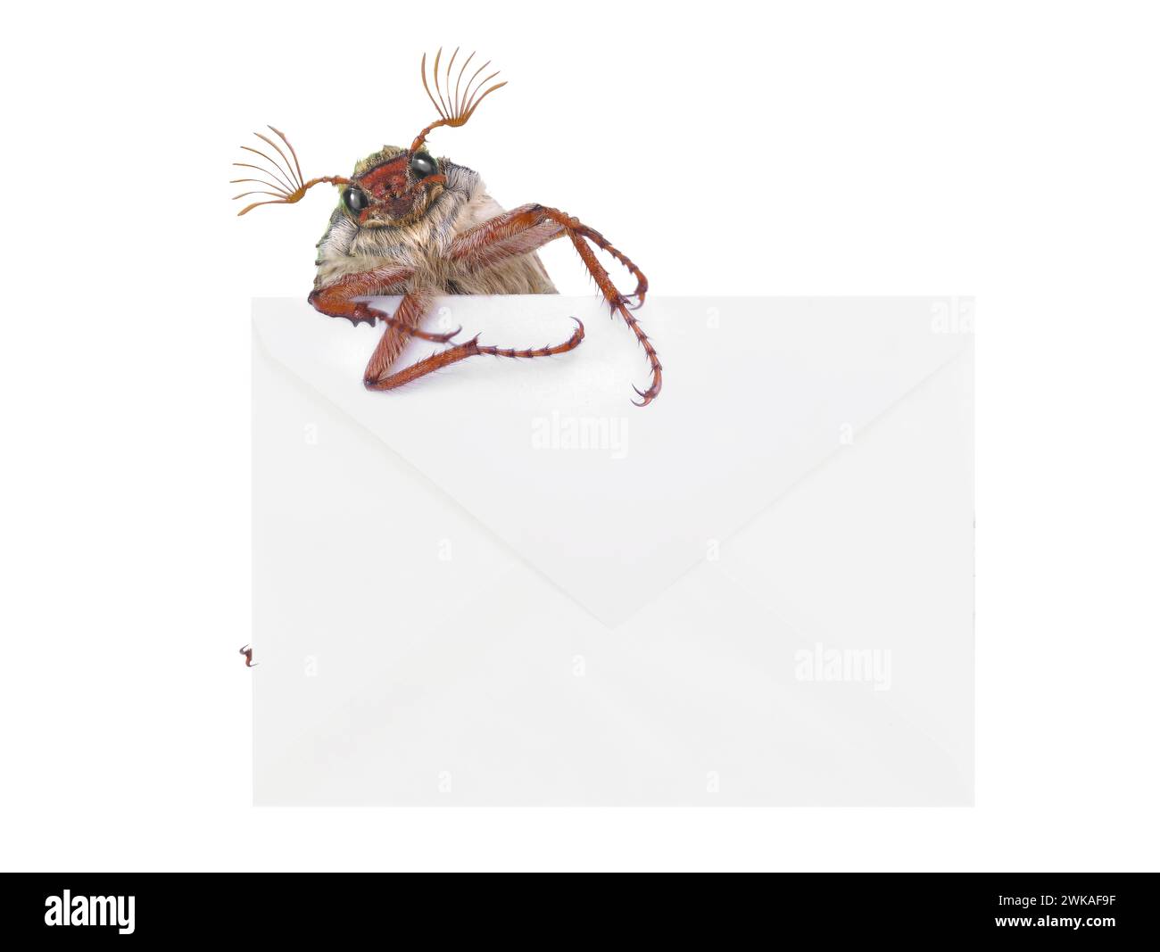 chafer beetle with mail envelope isolated on white background Stock ...
