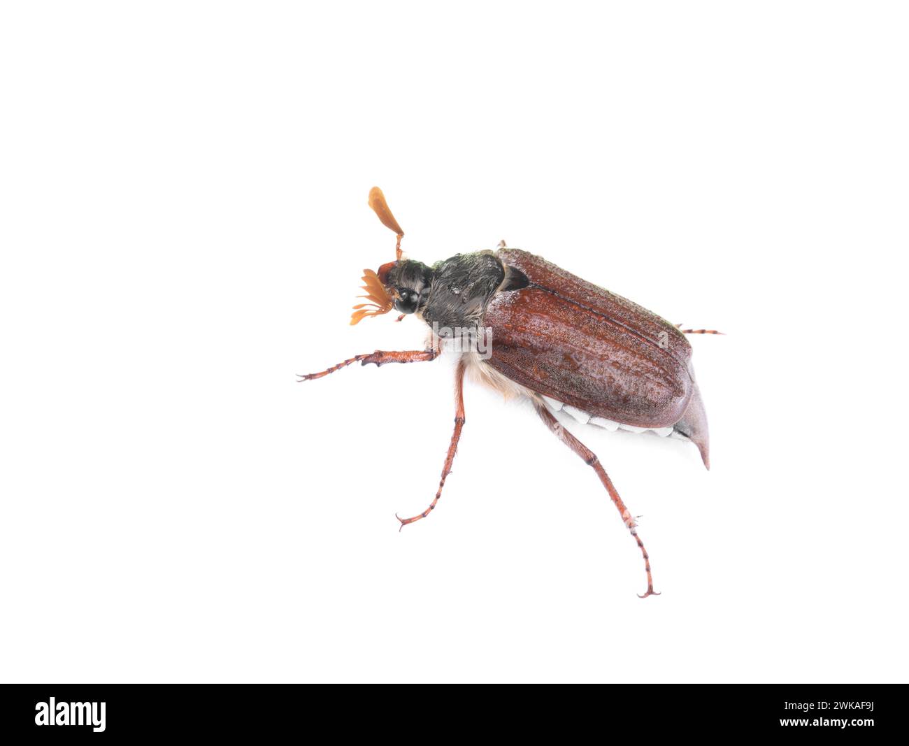 chafer beetle isolated on white background Stock Photo - Alamy