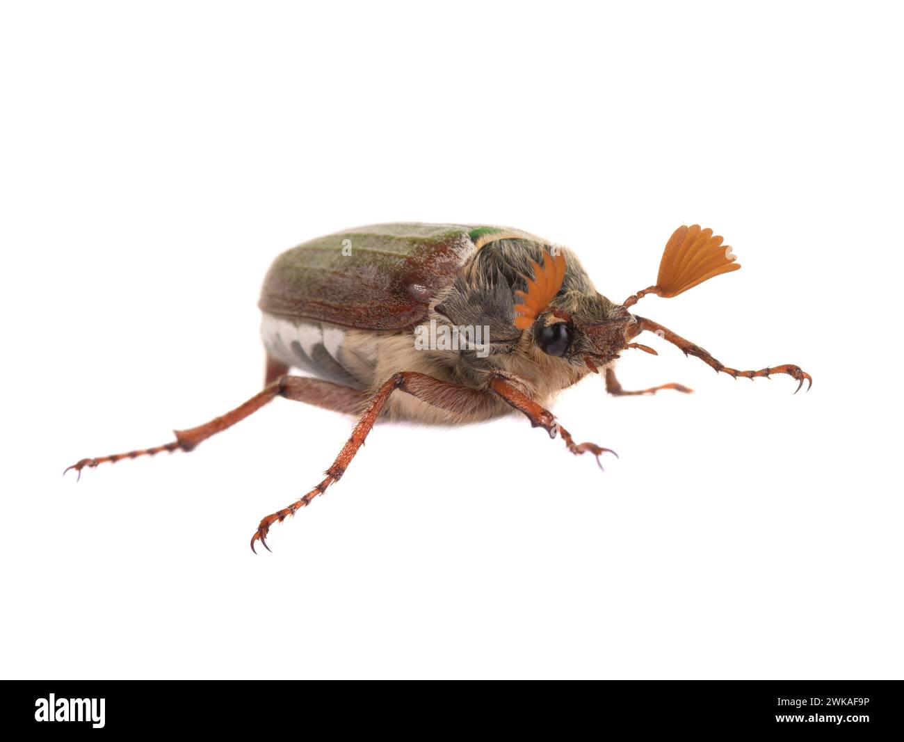 chafer beetle isolated on white background Stock Photo - Alamy