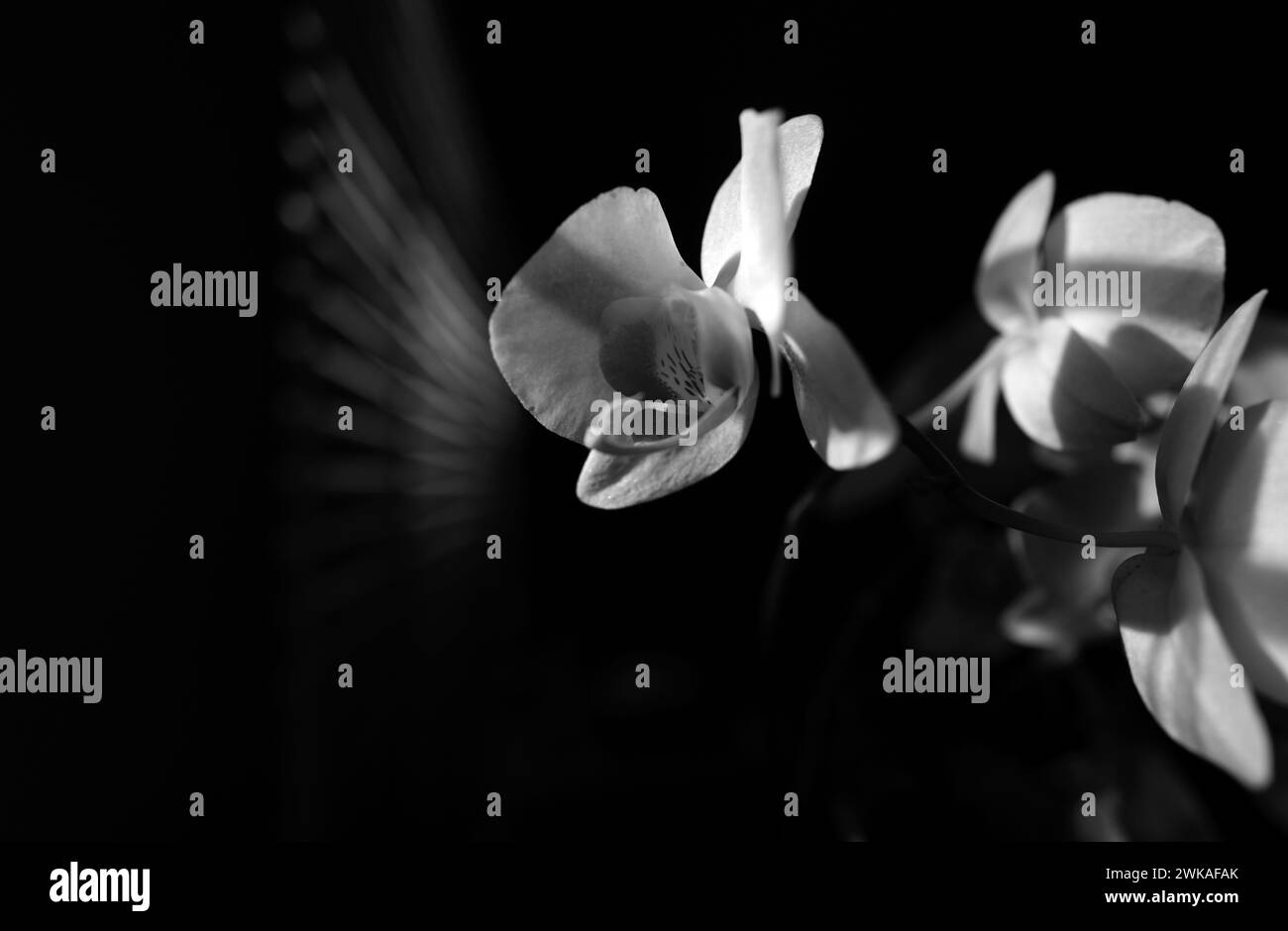 Branch of beautiful Phalaenopsis orchid. Phalaenopsis growing, orchids ...