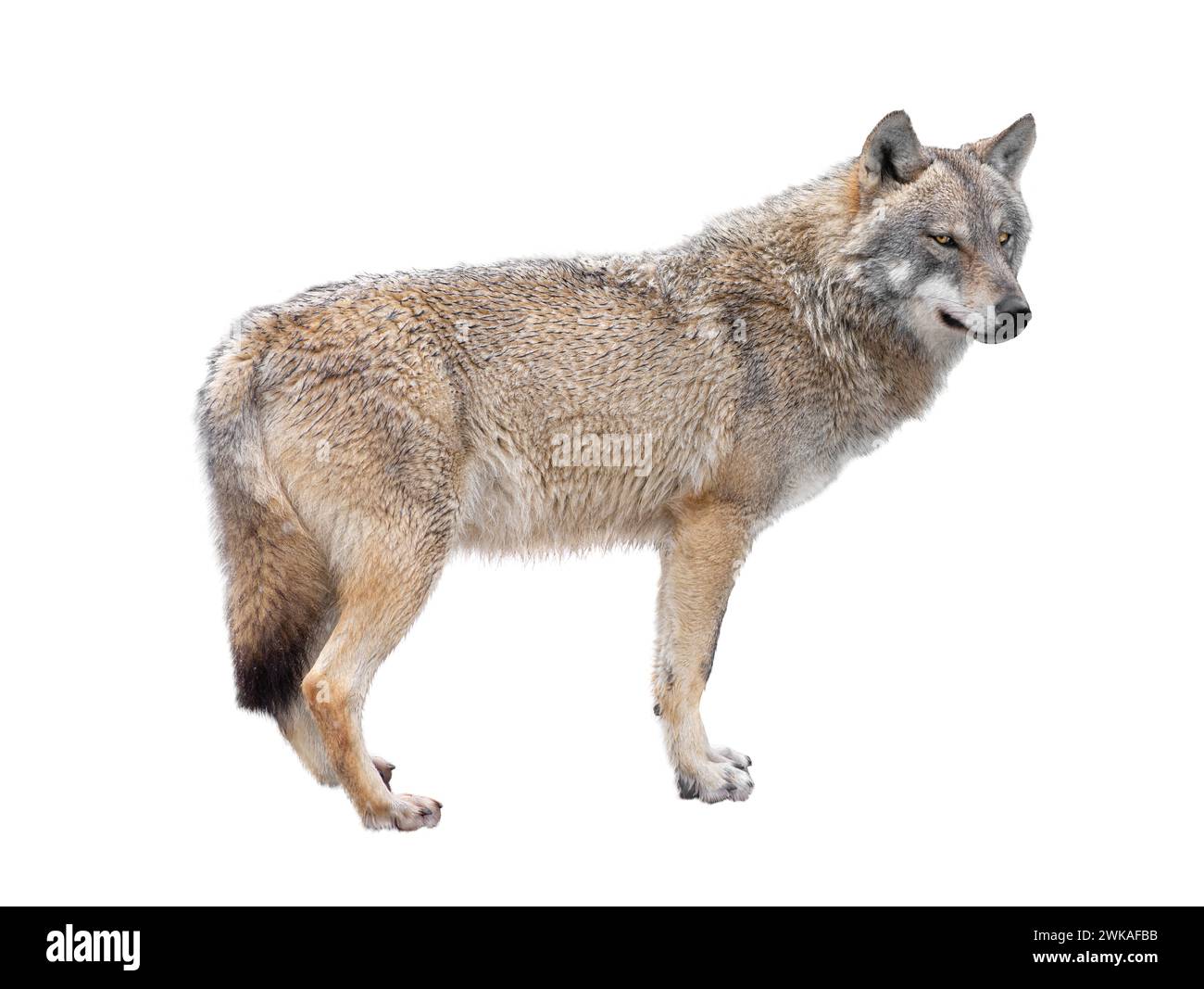 wolf standing isolated on a white background Stock Photo - Alamy
