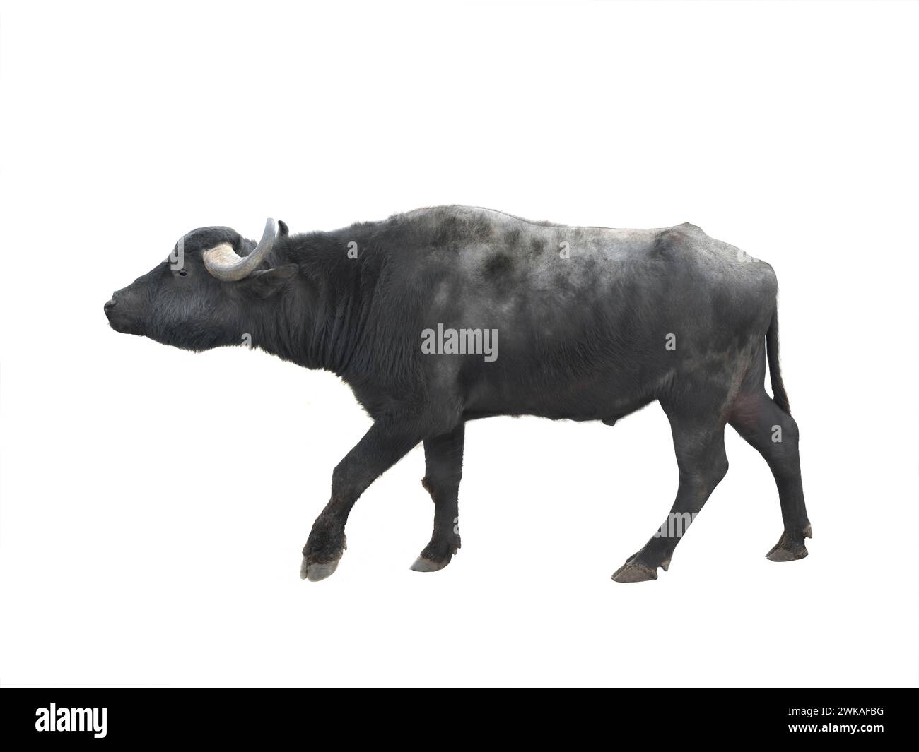 Carpathian buffalo isolated on a white background Stock Photo - Alamy