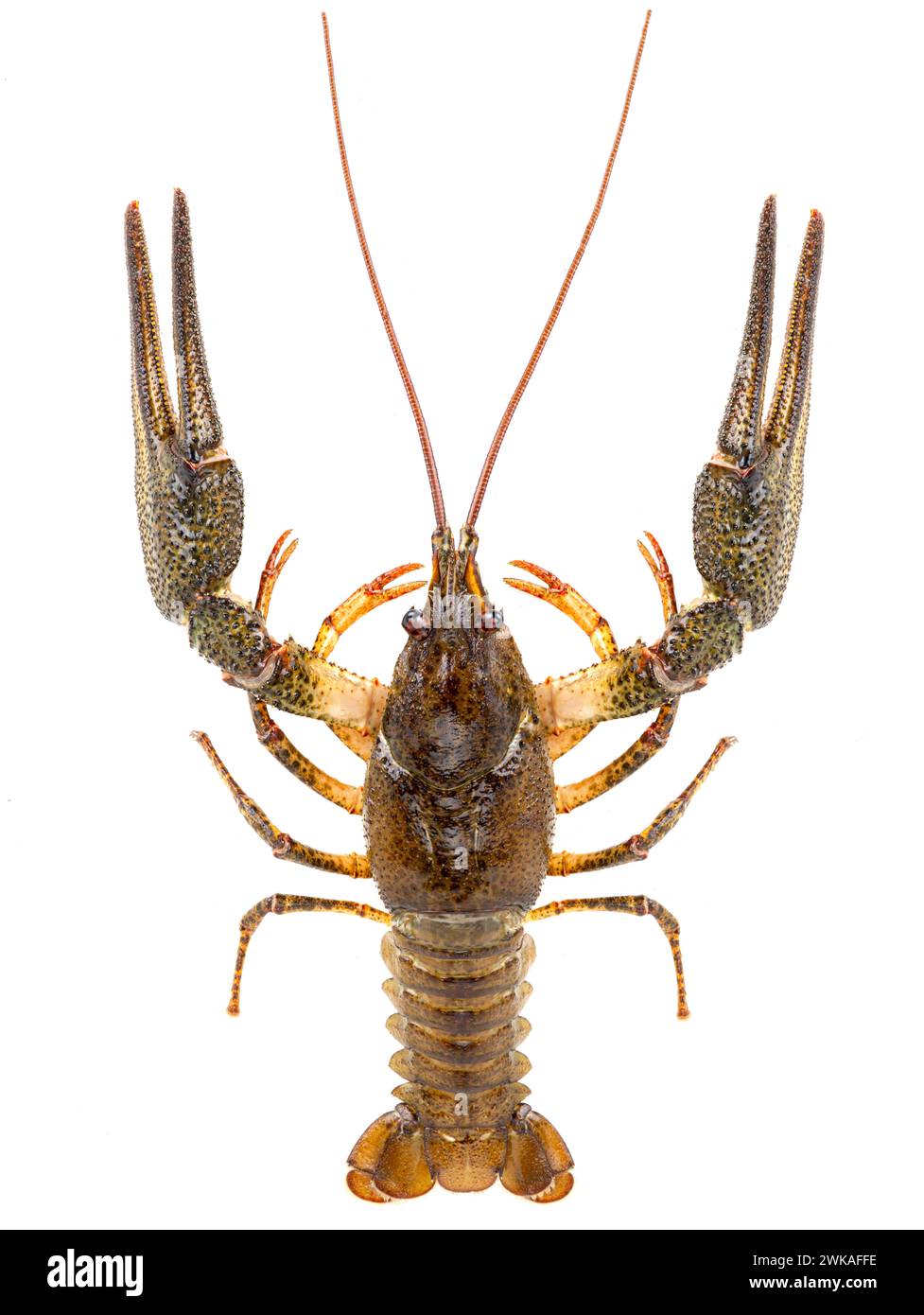 crawfish isolated on white background Stock Photo - Alamy