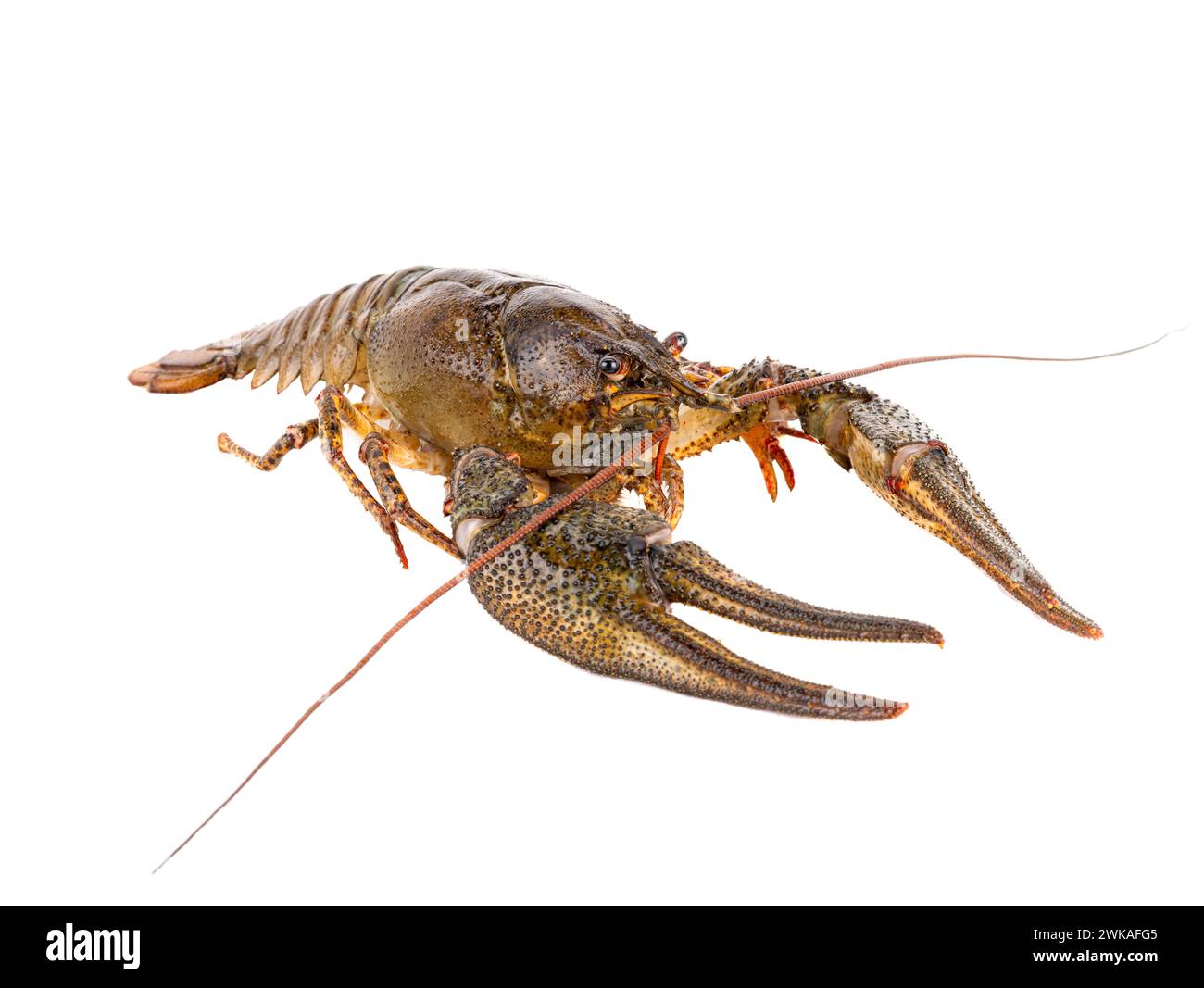 crawfish isolated on white background Stock Photo - Alamy
