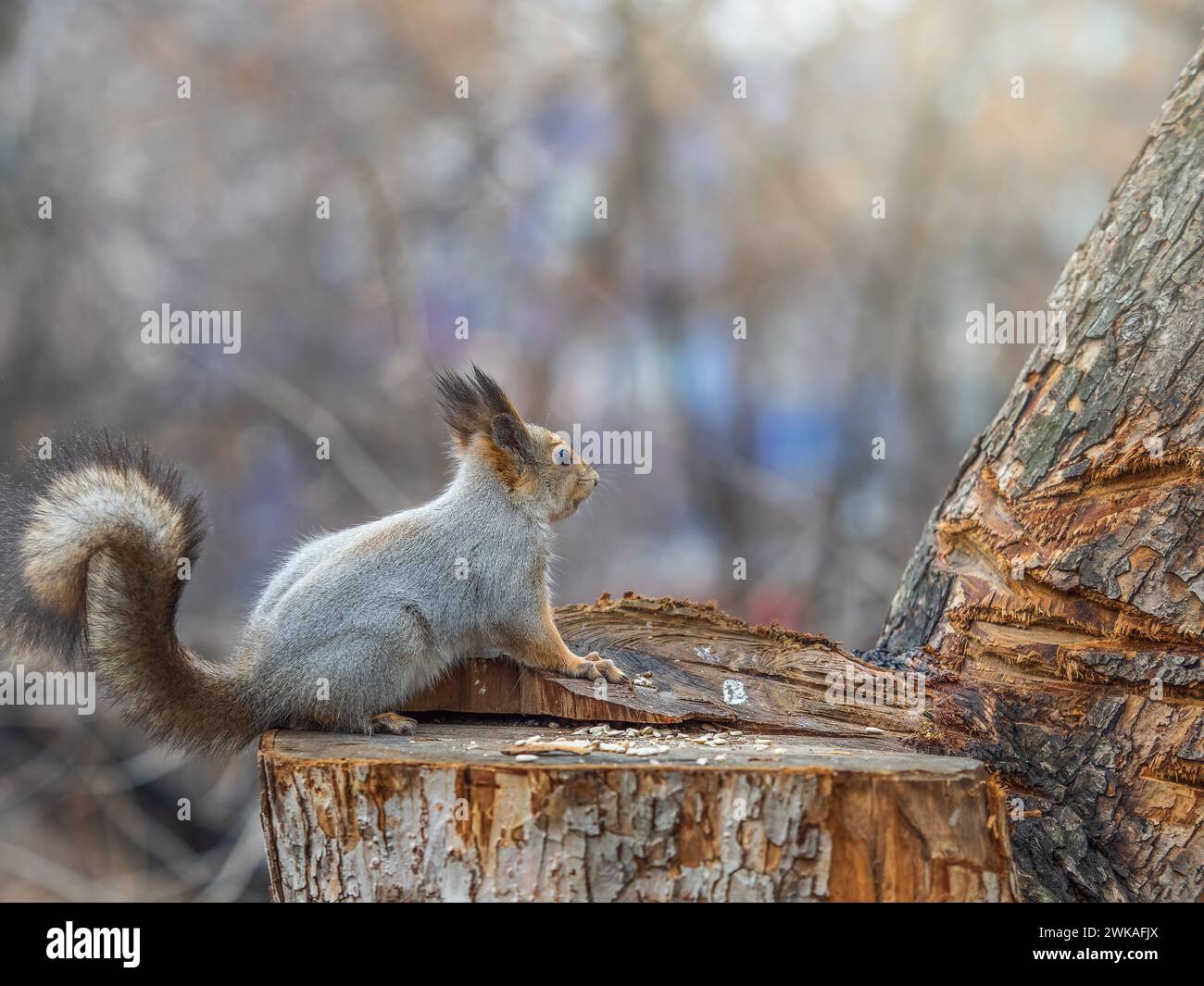 A squirrel sits on a stump and eats nuts in autumn. Eurasian red ...