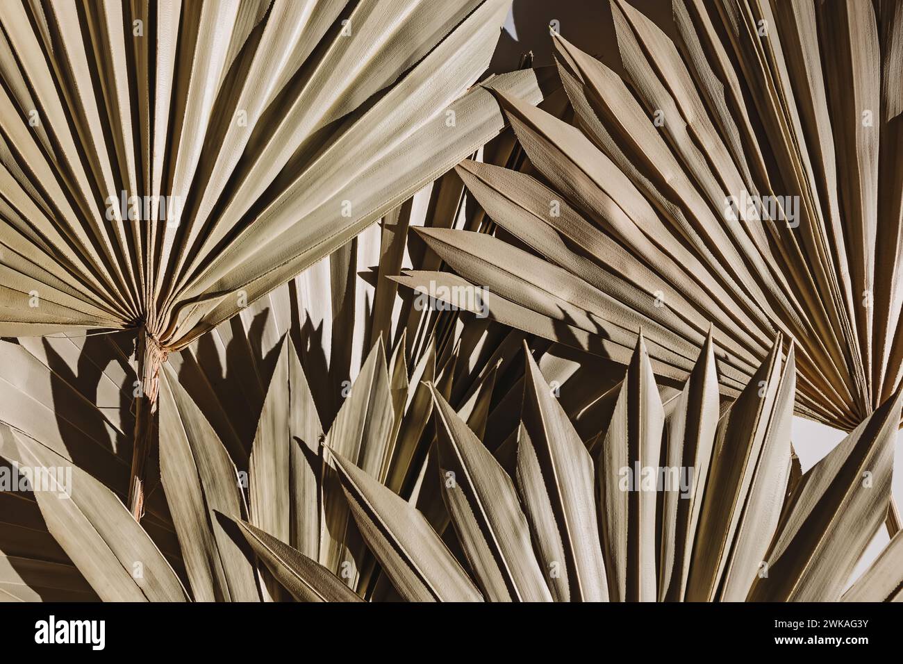 Dry palm leaves close-up, natural sunlight, summer background Stock ...