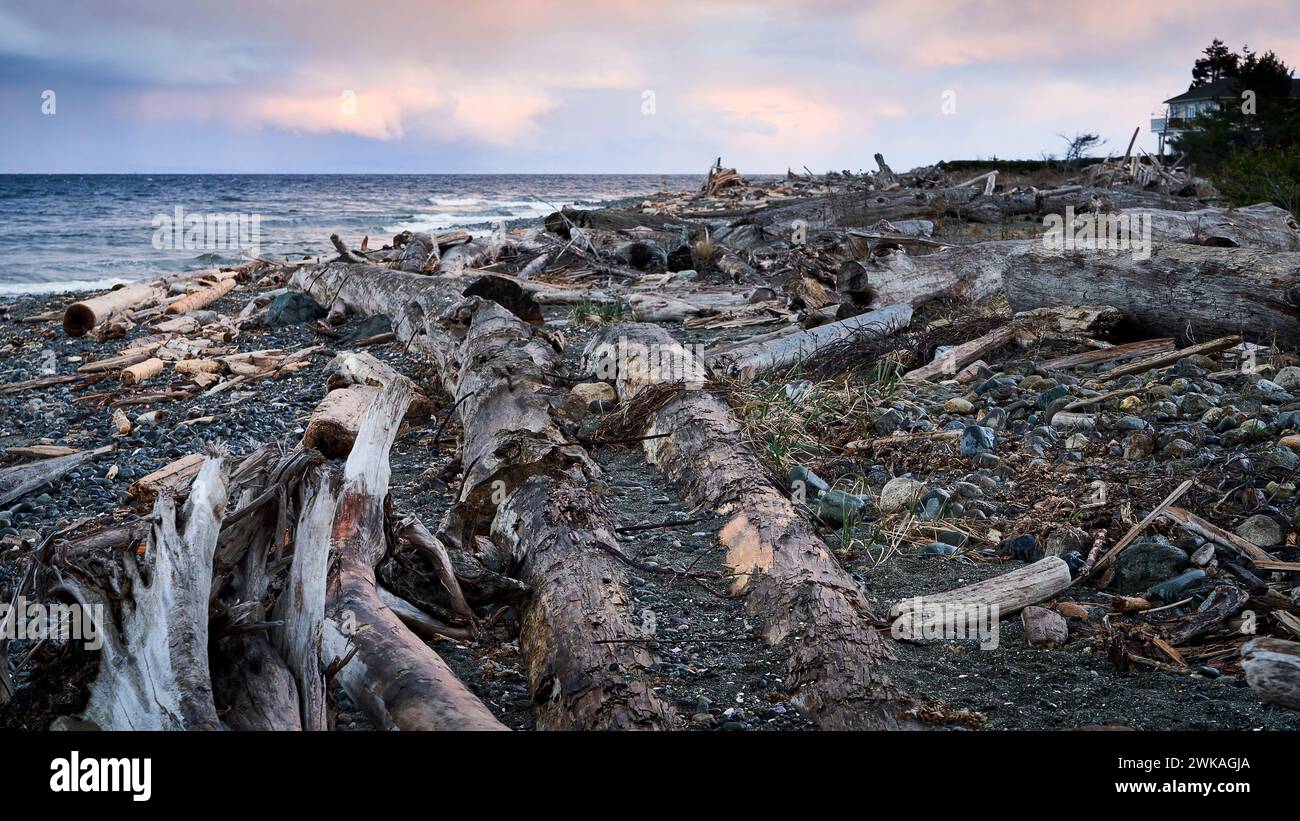 An ocean beach covered in driftwood logs that is reflecting the early ...