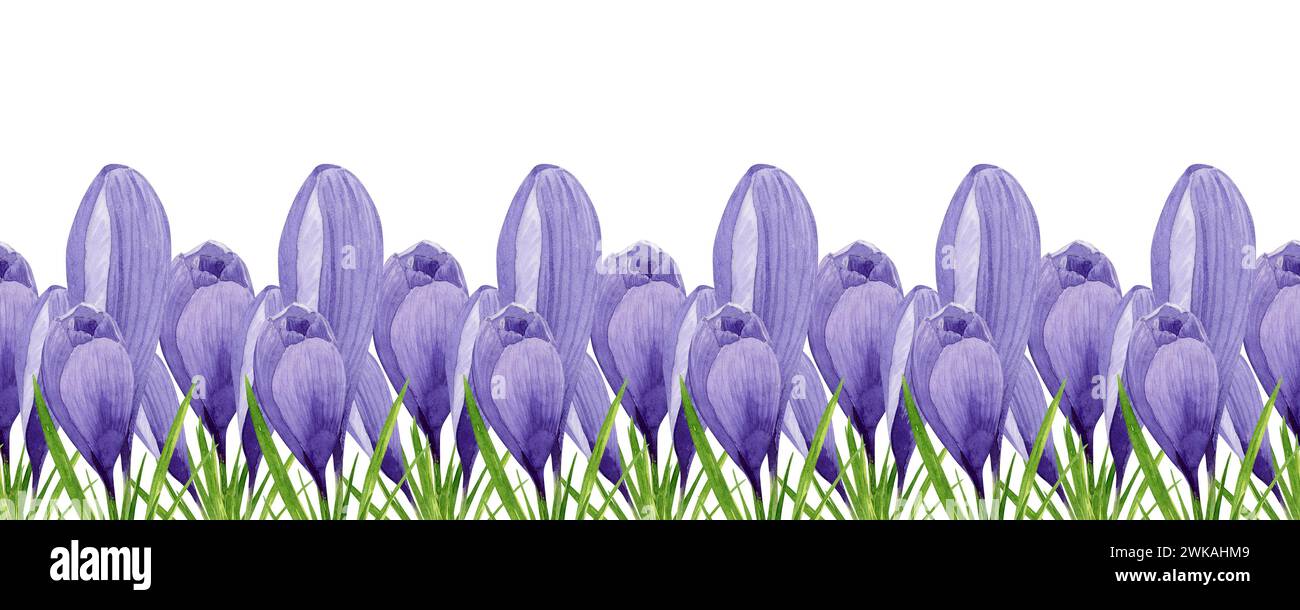 Purple crocuses spring flowers seamless border. Hand painted watercolor ...