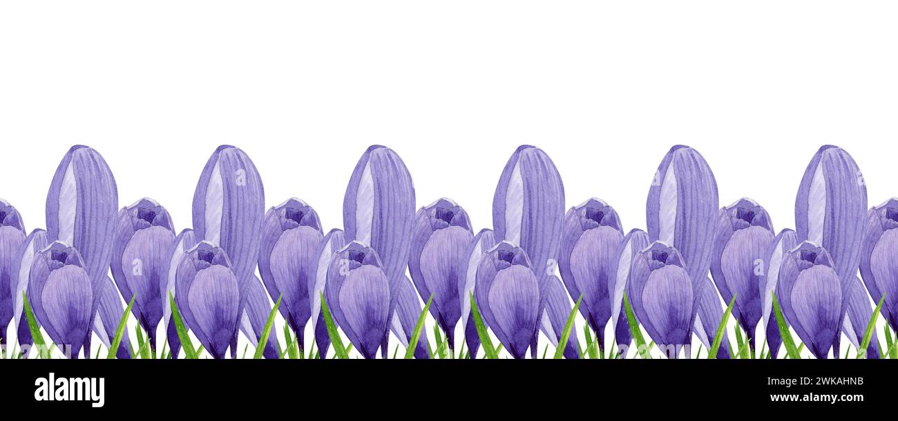 Purple crocuses spring flowers seamless border. Hand painted watercolor ...