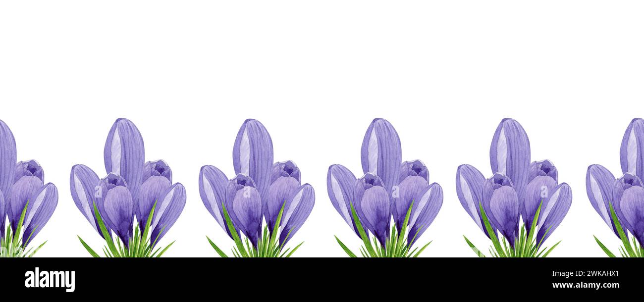 Purple crocuses spring flowers seamless border. Hand painted watercolor ...
