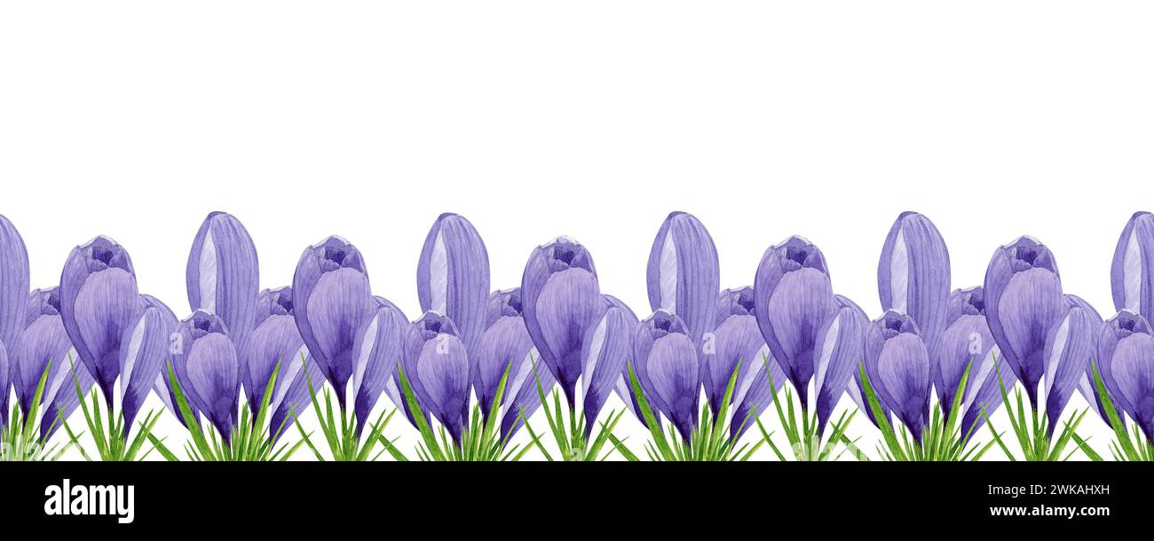 Purple crocuses spring flowers seamless border. Hand painted watercolor ...