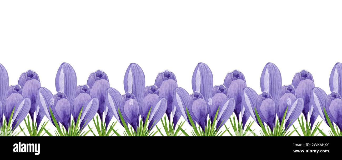 Purple crocuses spring flowers seamless border. Hand painted watercolor ...