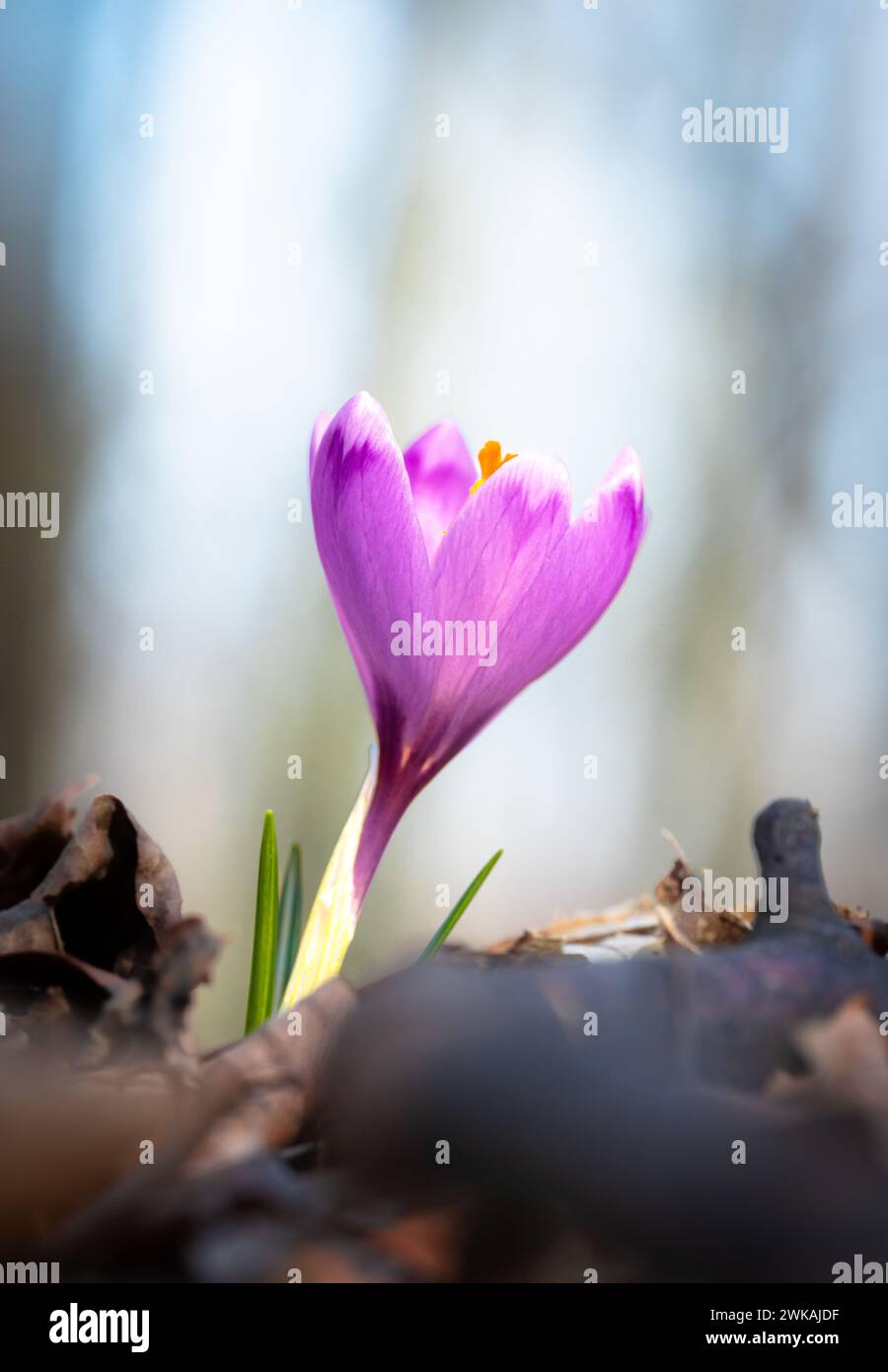 A tiny flower blooms amidst lush greenery Stock Photo - Alamy