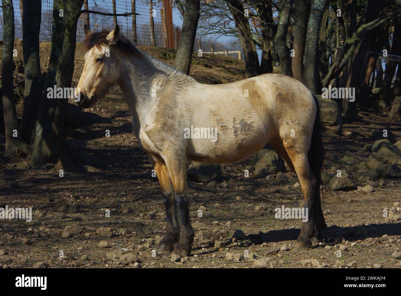 Quarter horse museum hi-res stock photography and images - Alamy