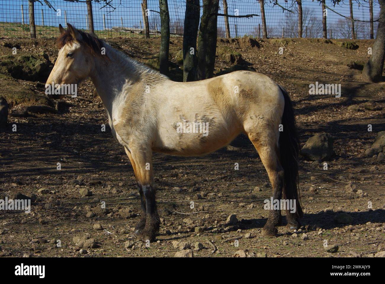 Quarter horse museum hi-res stock photography and images - Alamy