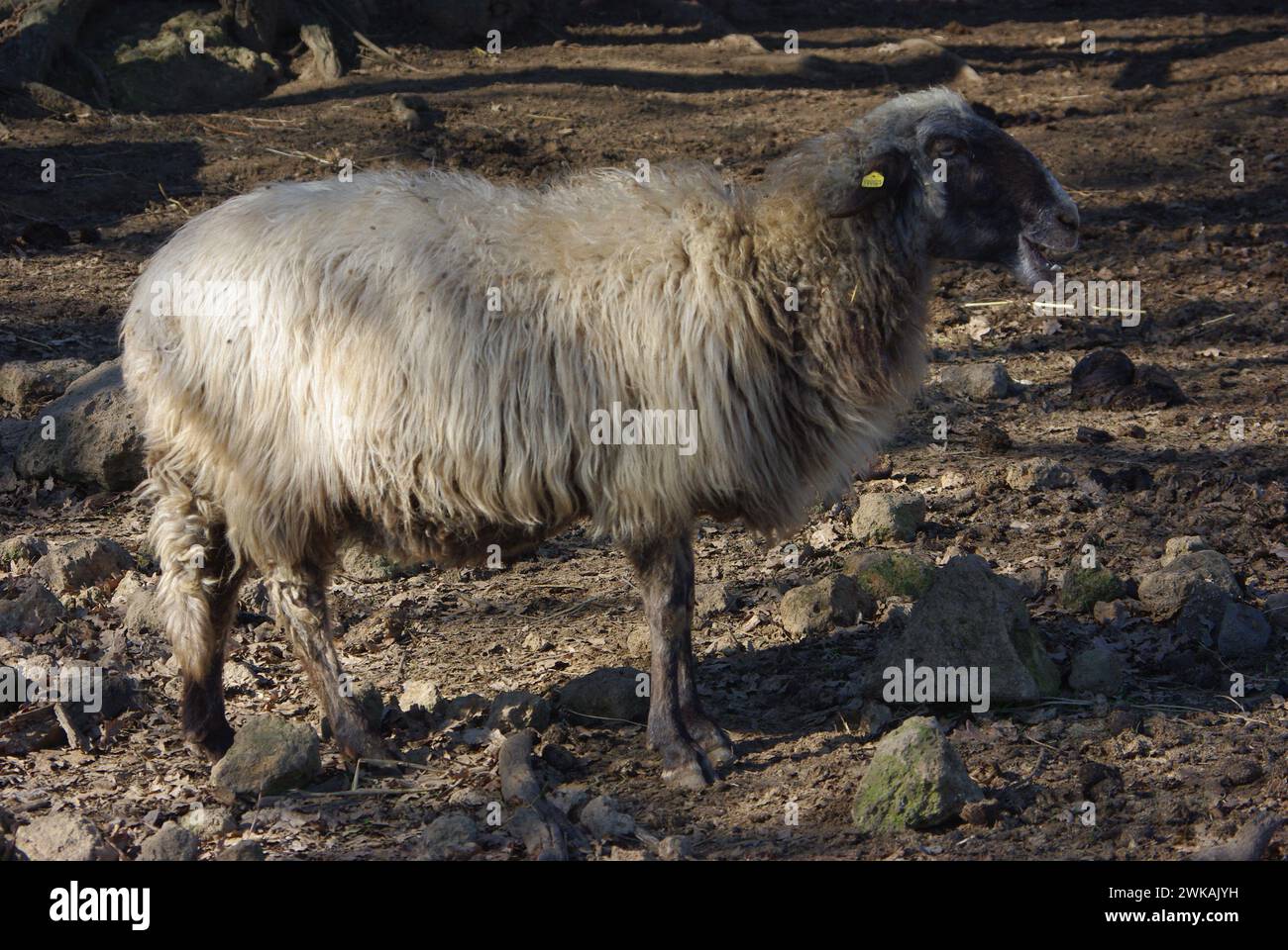 Suffolk food museum hi-res stock photography and images - Alamy