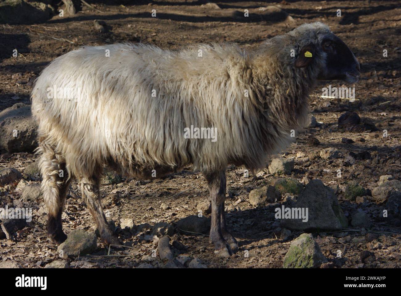 The food museum suffolk hi-res stock photography and images - Alamy