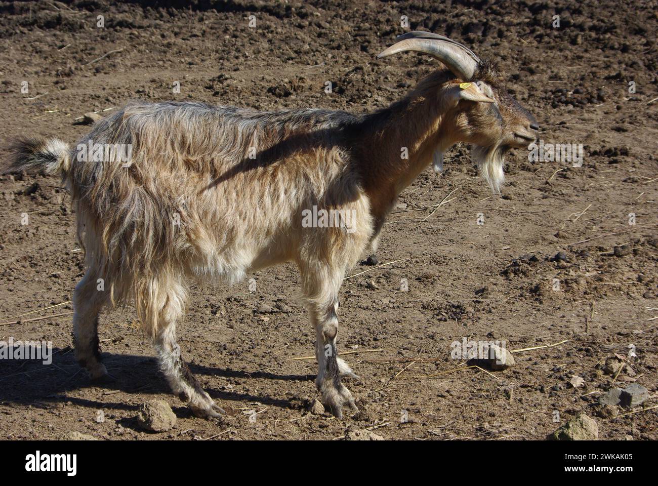 Spanish goat (Capra aegagrus hircus Stock Photo - Alamy