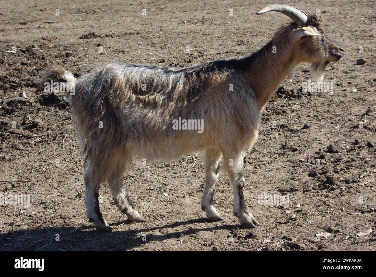 Spanish goat (Capra aegagrus hircus Stock Photo - Alamy