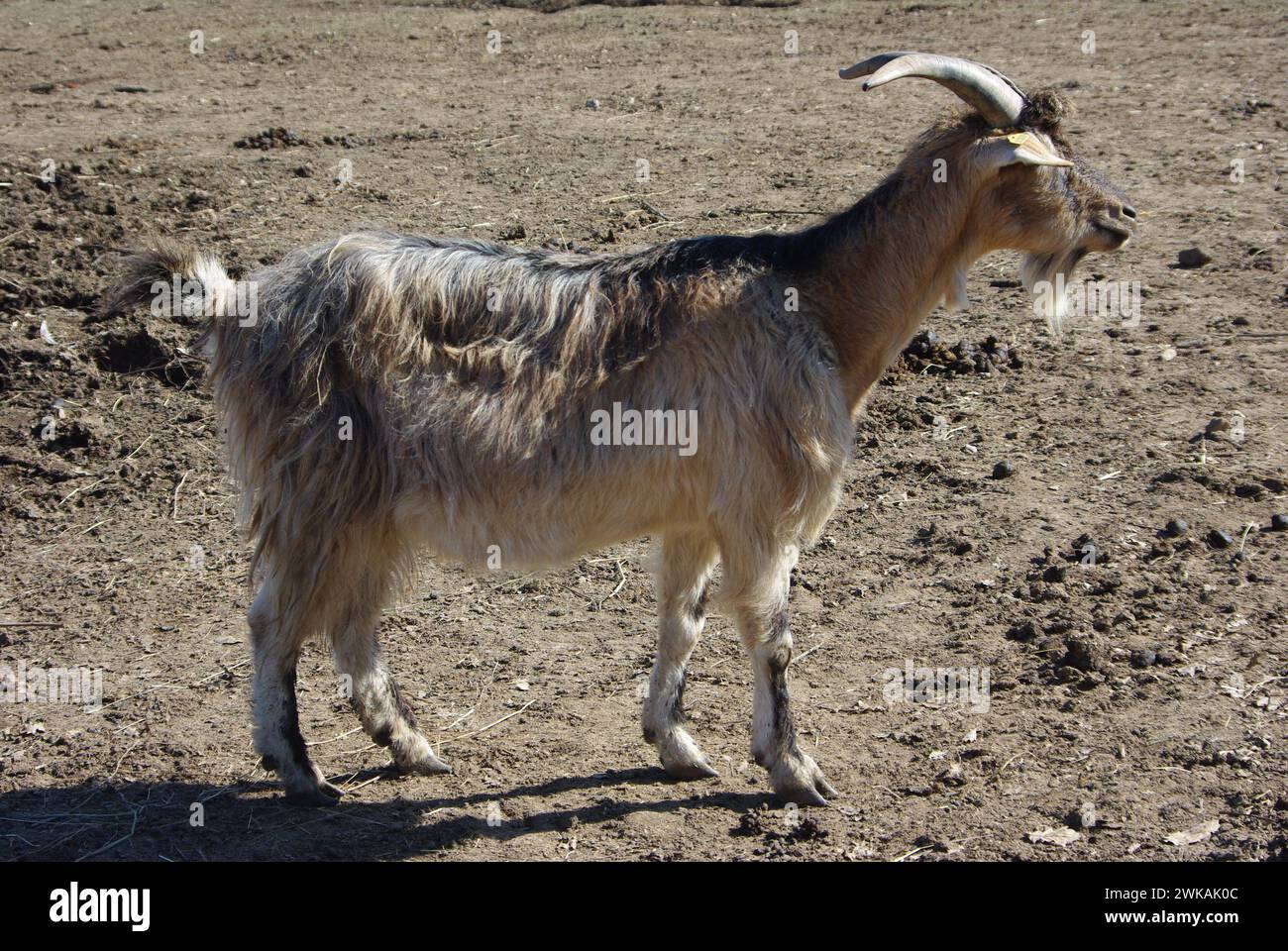 Spanish goat (Capra aegagrus hircus Stock Photo - Alamy