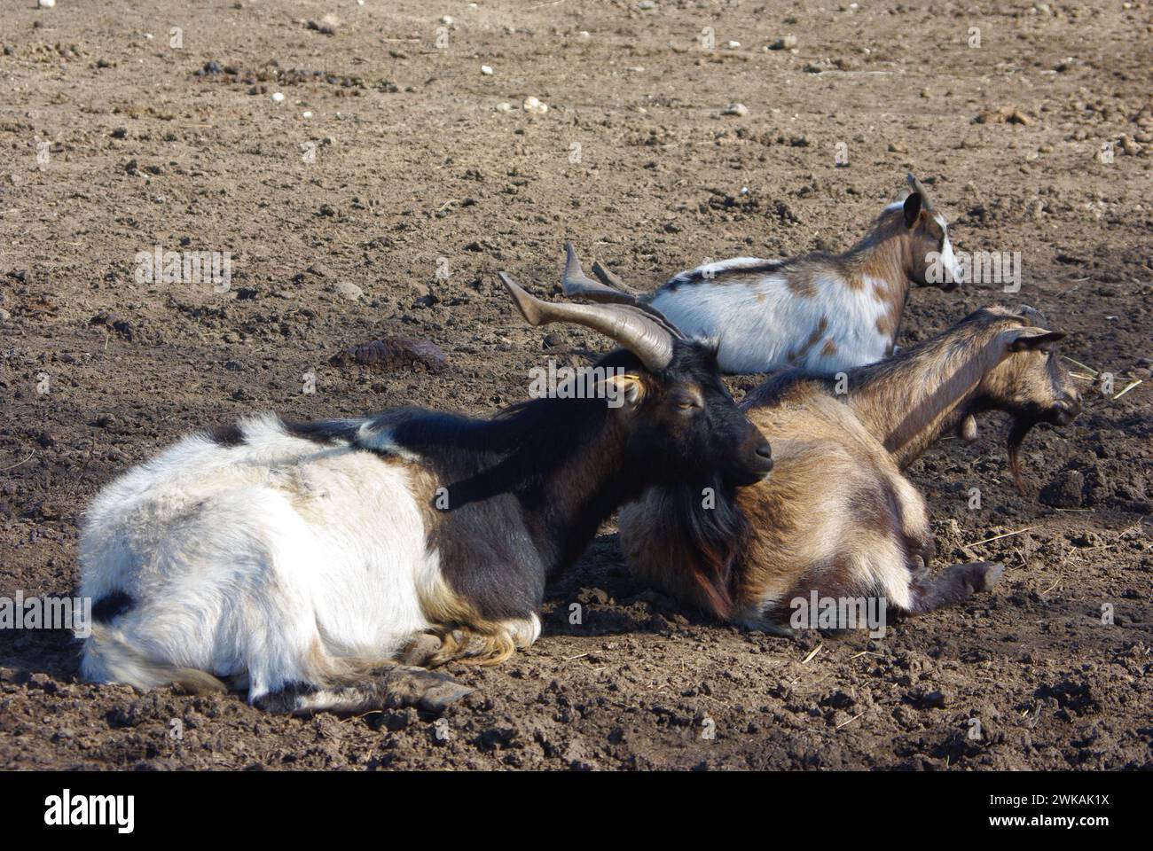 Kiko goat (Capra aegagrus hircus Stock Photo - Alamy