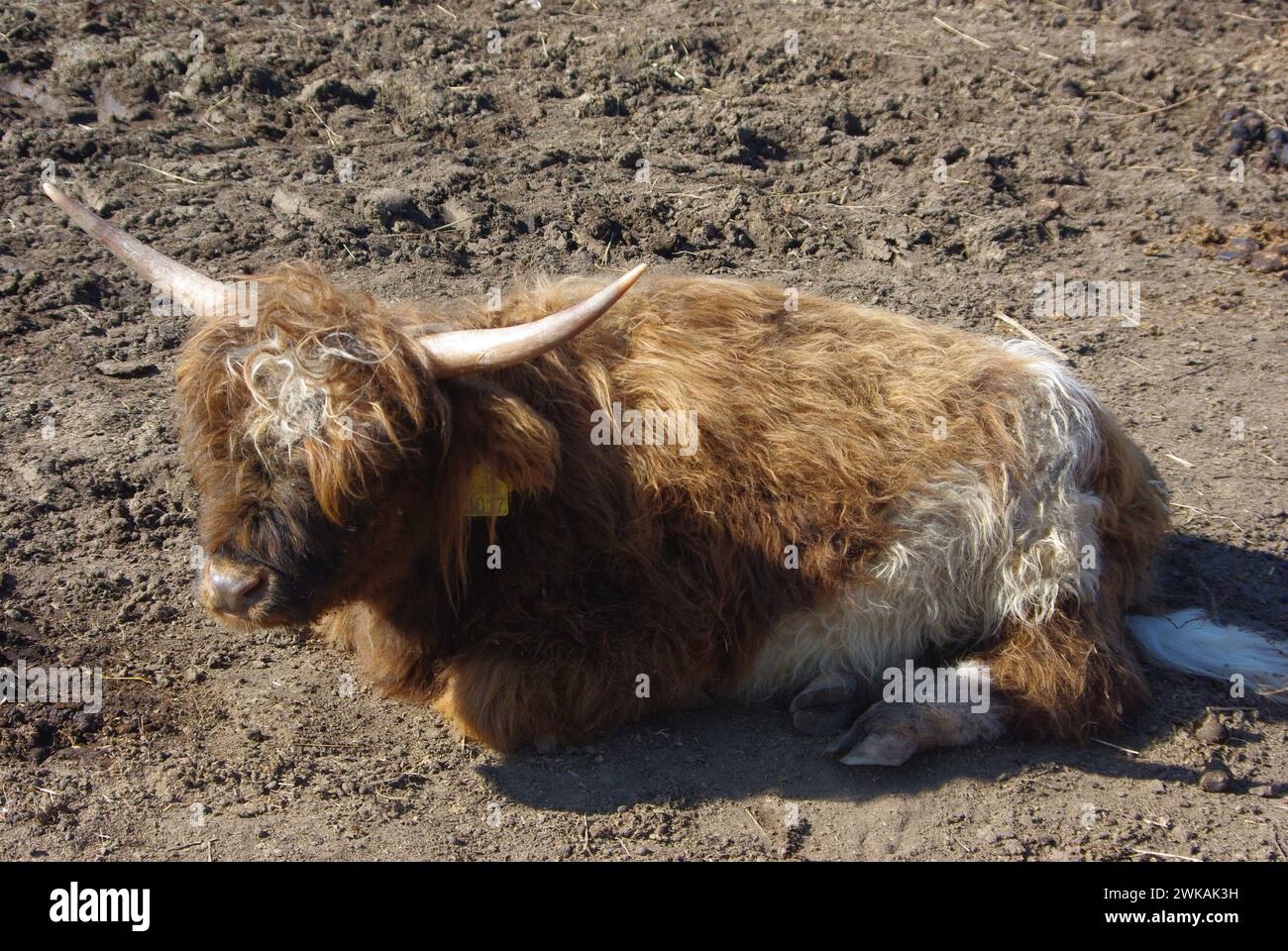 The Highland is a Scottish breed of rustic cattle Stock Photo - Alamy