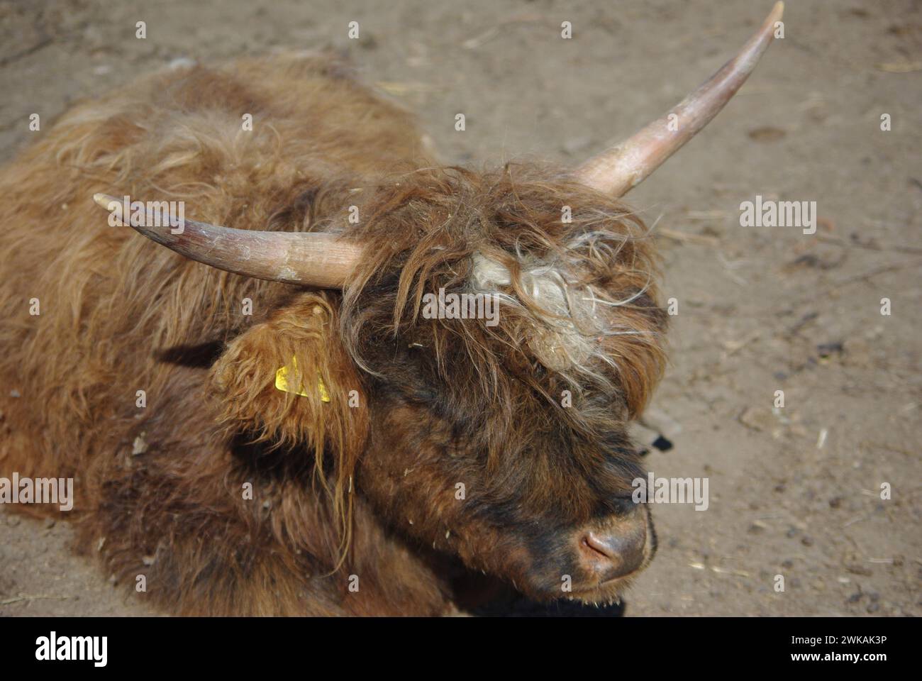 The Highland is a Scottish breed of rustic cattle Stock Photo - Alamy