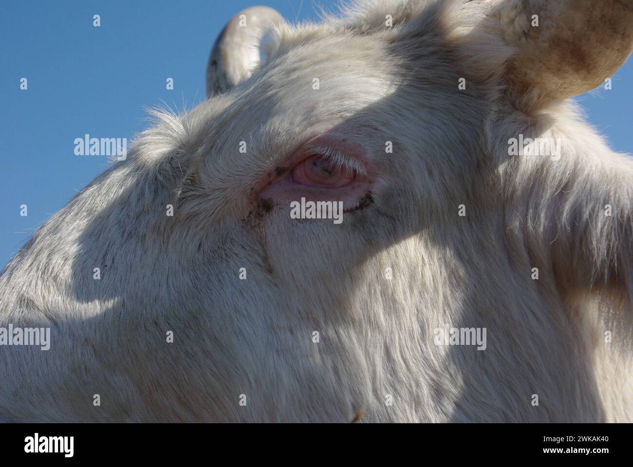 Albino cow hi-res stock photography and images - Alamy