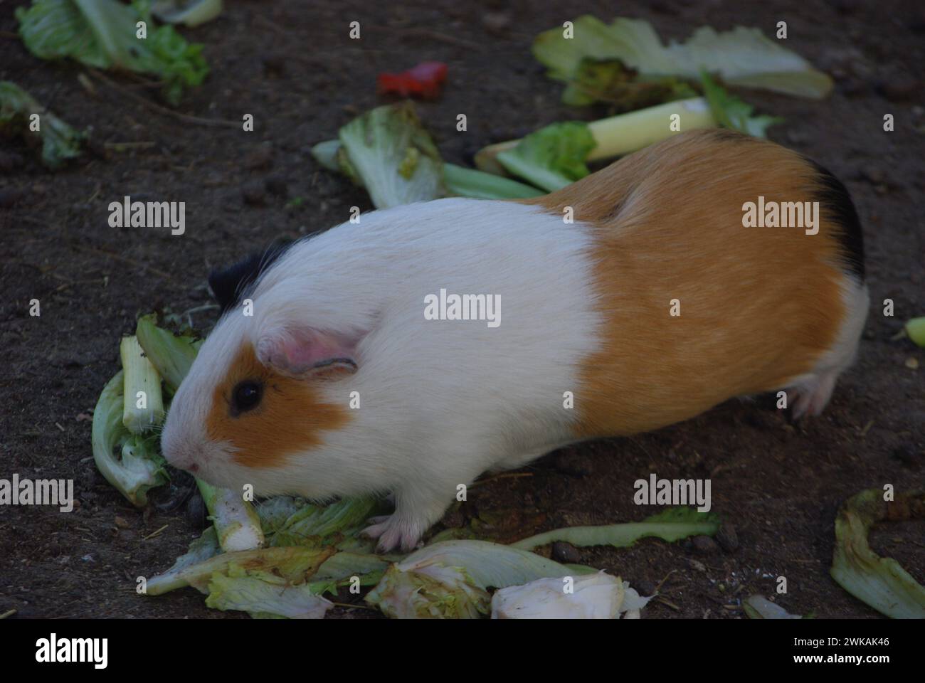 The guinea pig or domestic guinea pig (Cavia porcellus), also known as ...