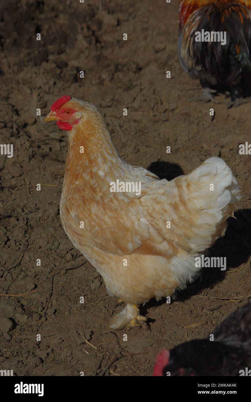 Female of Isa Brown chicken (Gallus gallus domesticus Stock Photo - Alamy