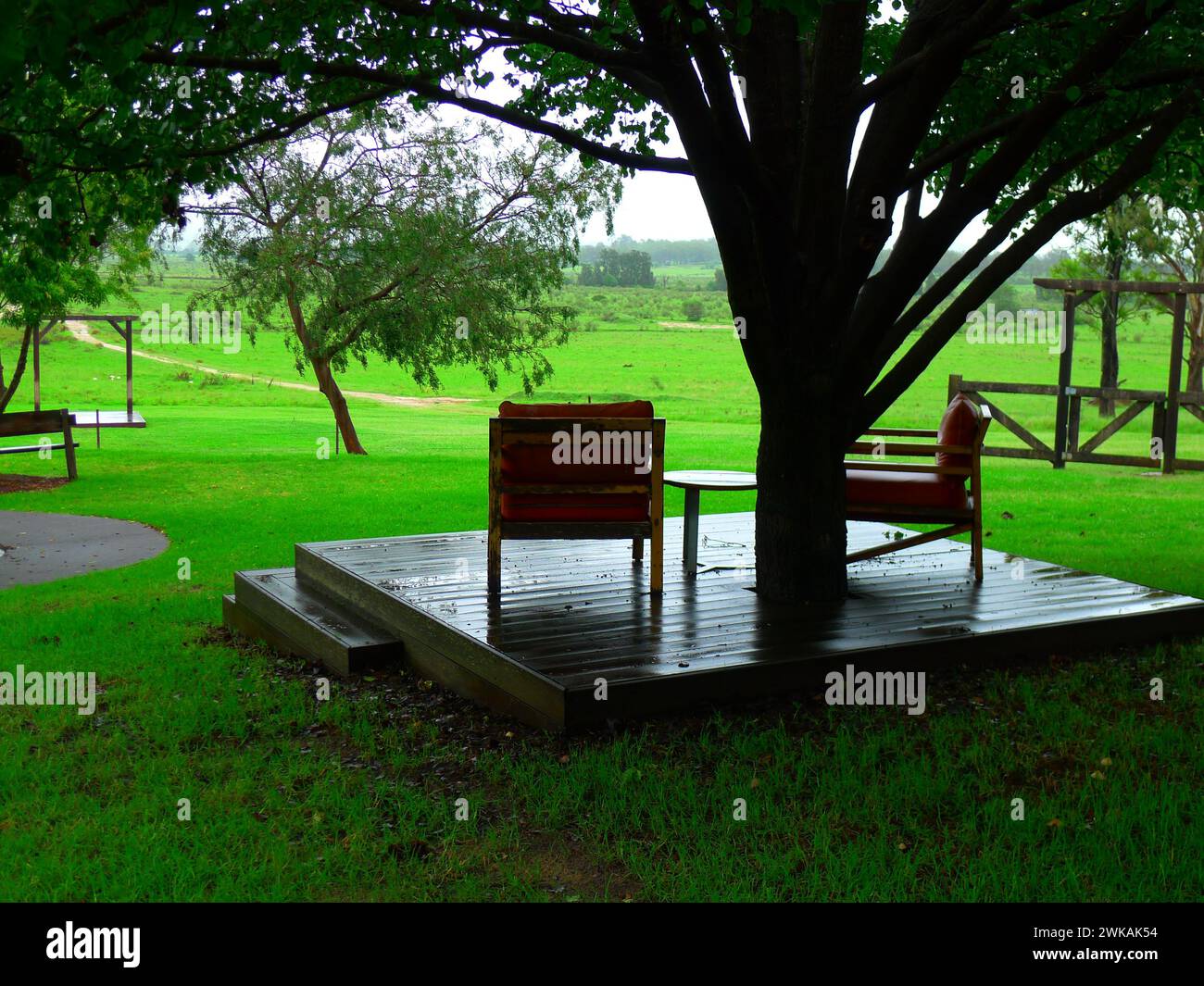 Patio chairs and table under a large, sheltering tree on a rainy day ...