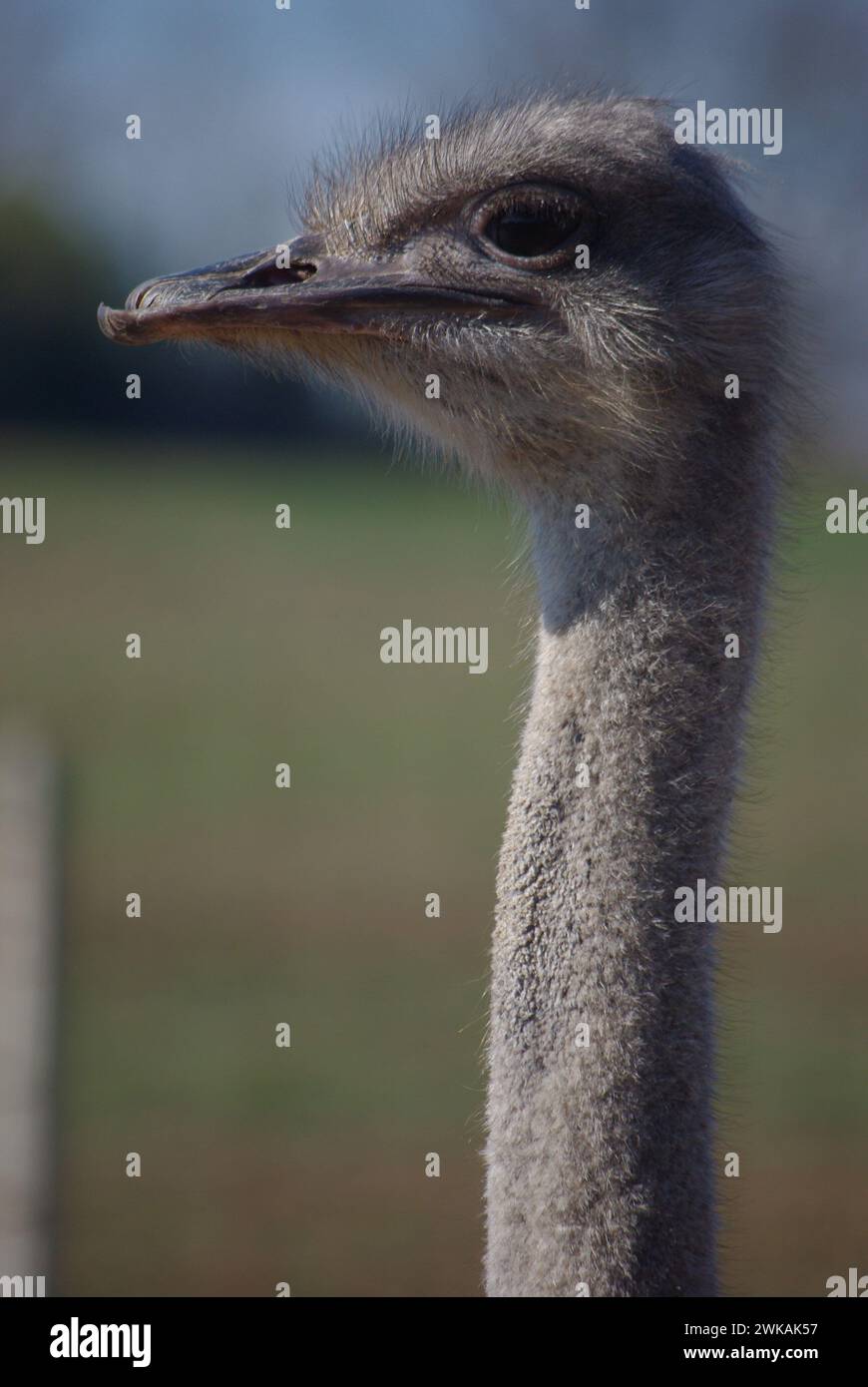 Female of Common Ostrich, Struthio camelus Stock Photo - Alamy