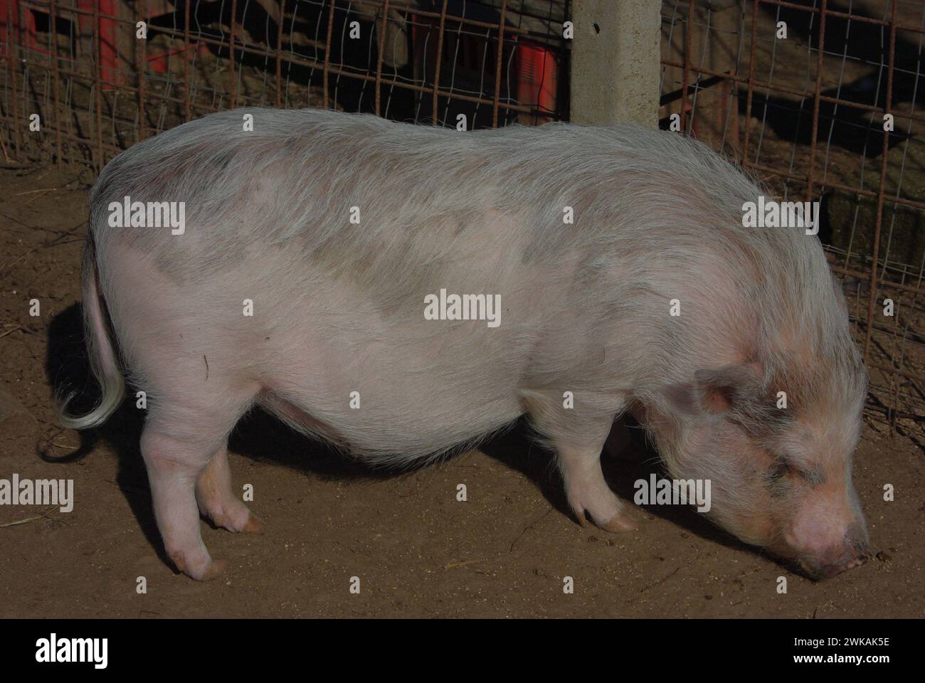The domestic pig (Sus scrofa domesticus Stock Photo - Alamy