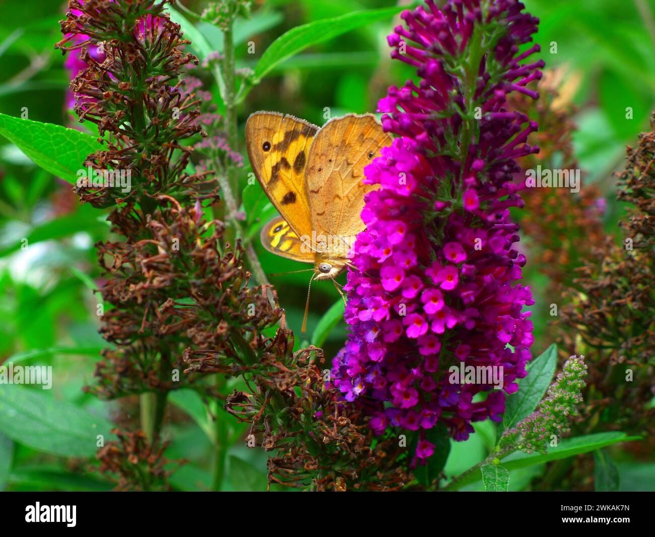 Macro image of a delicate orange (common brown) butterfly resting on a ...