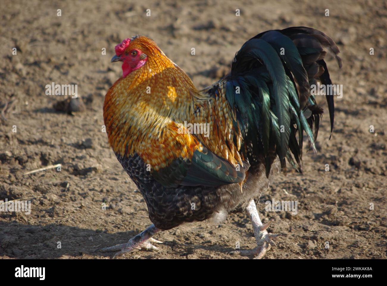 Rooster of Marans chicken, female are famous for laying incredibly dark ...