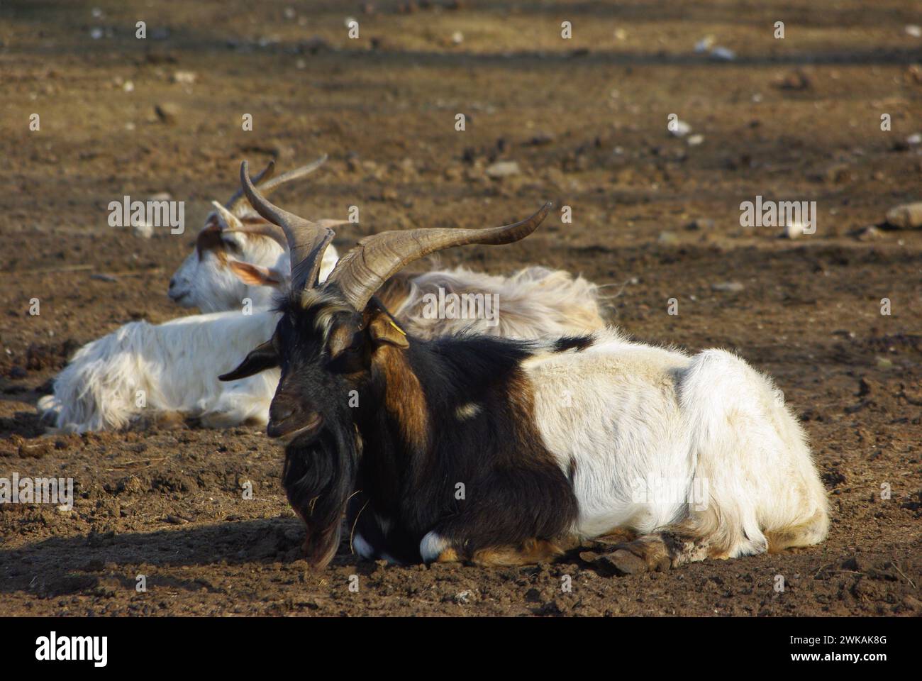 Kiko goat (Capra aegagrus hircus Stock Photo - Alamy