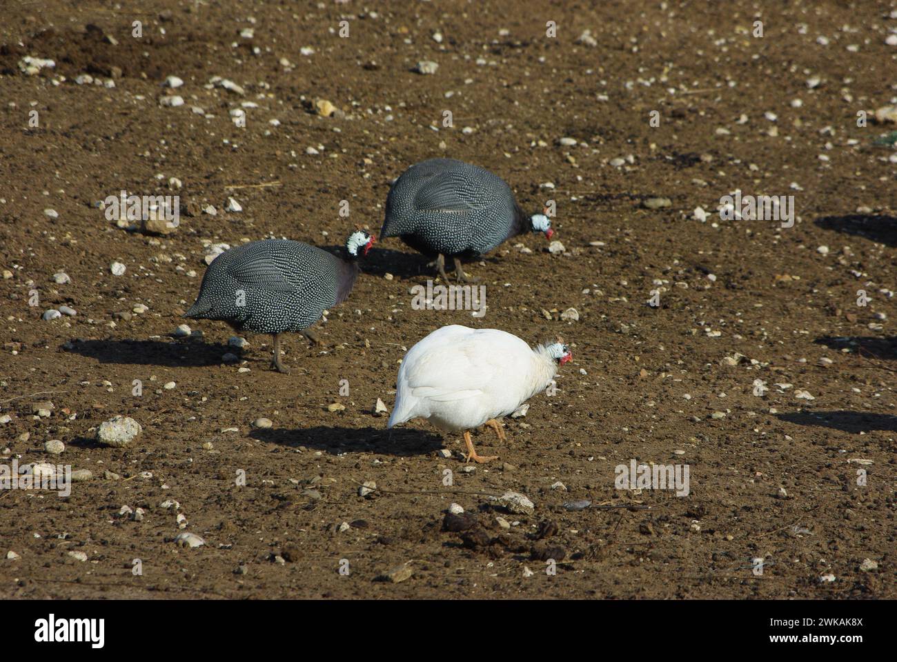 Guineafowl prey hi-res stock photography and images - Alamy