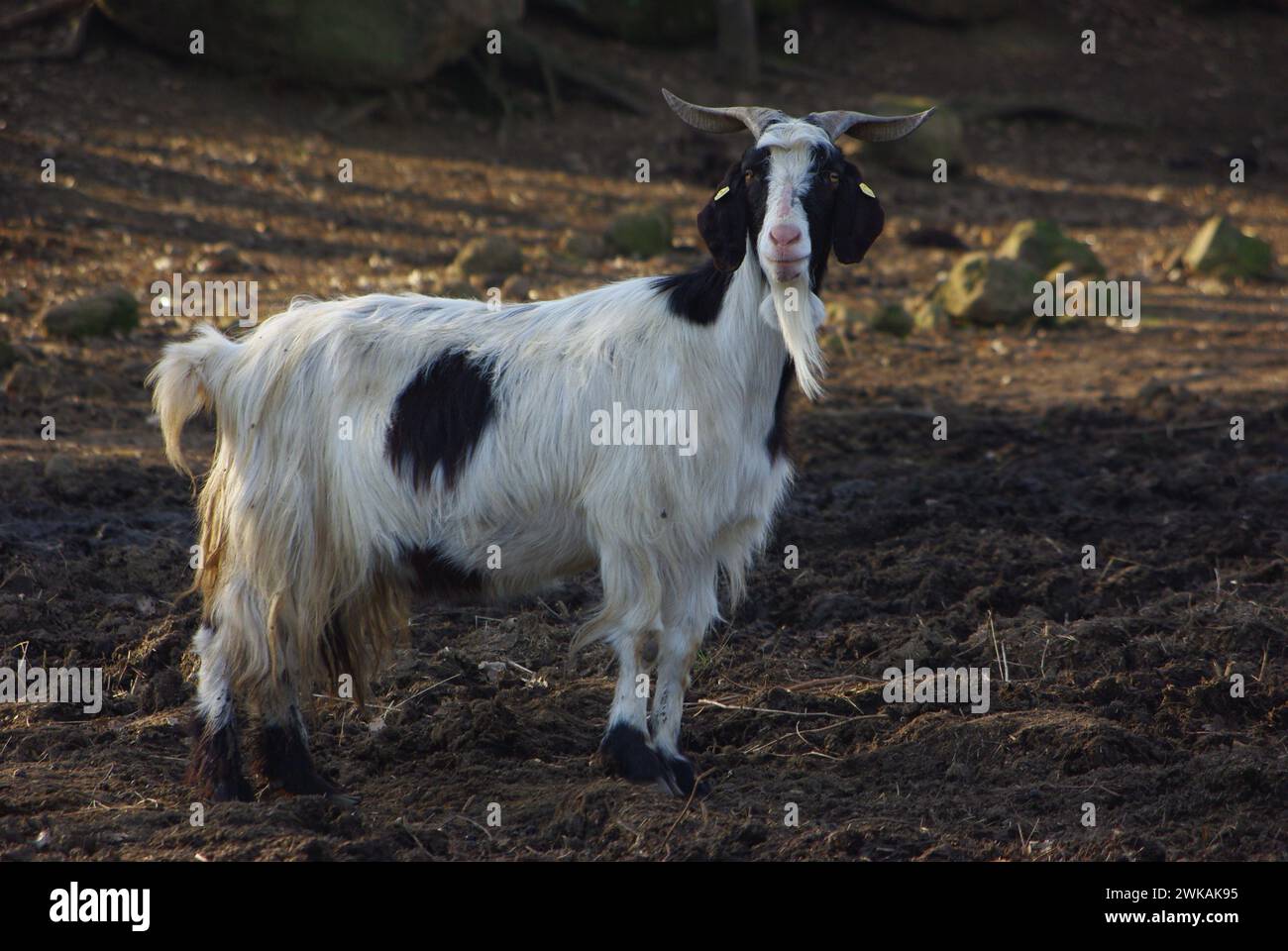 Goat research hi-res stock photography and images - Alamy
