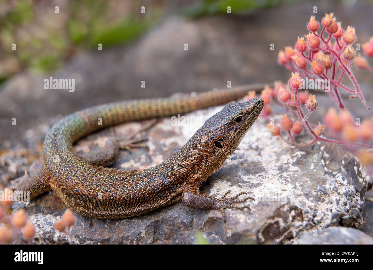 Nord madeira hi-res stock photography and images - Alamy