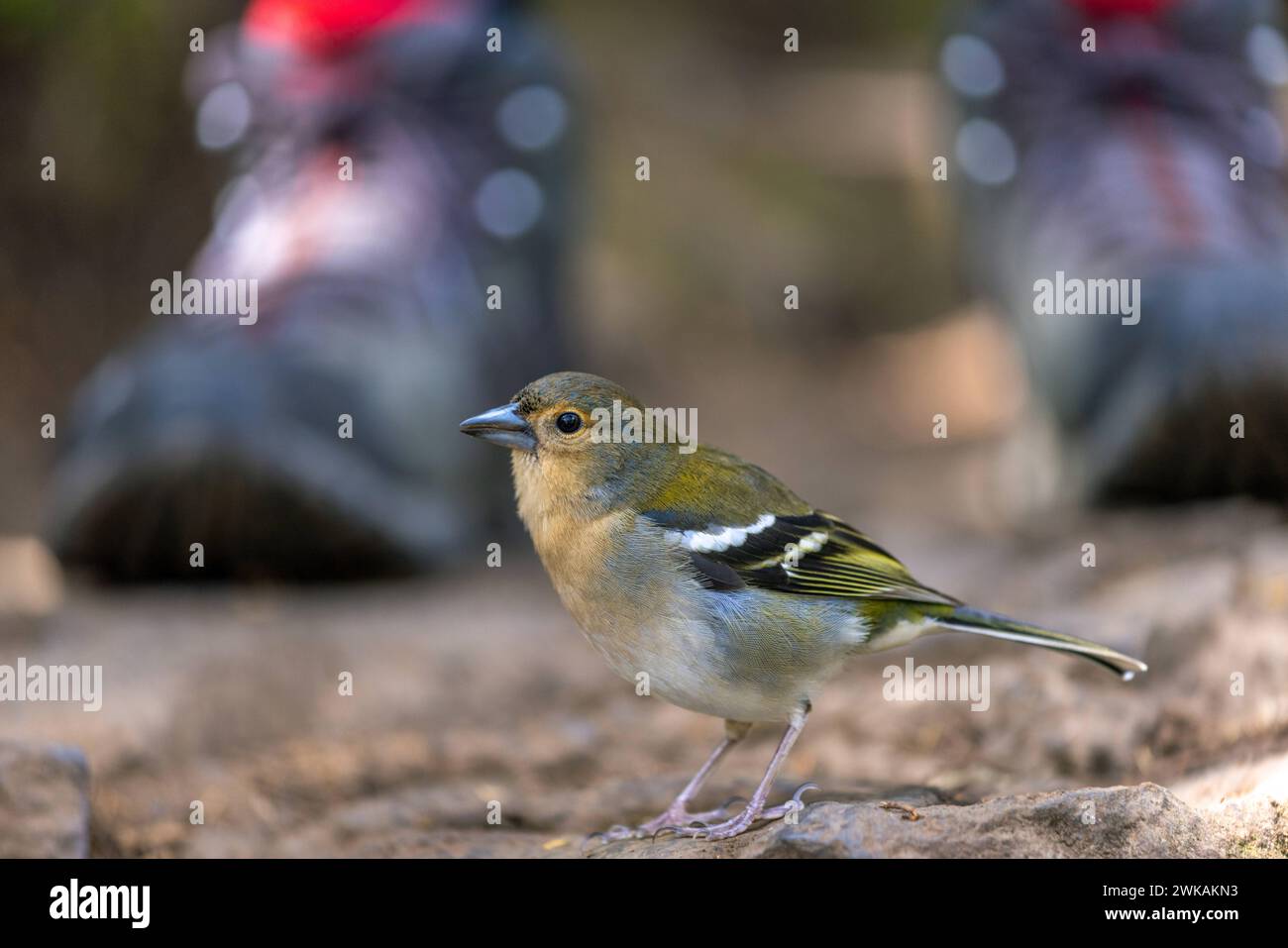 Europa Portugal Madeira Insel: Ein Madeirafink vor Wanderschuhen ...