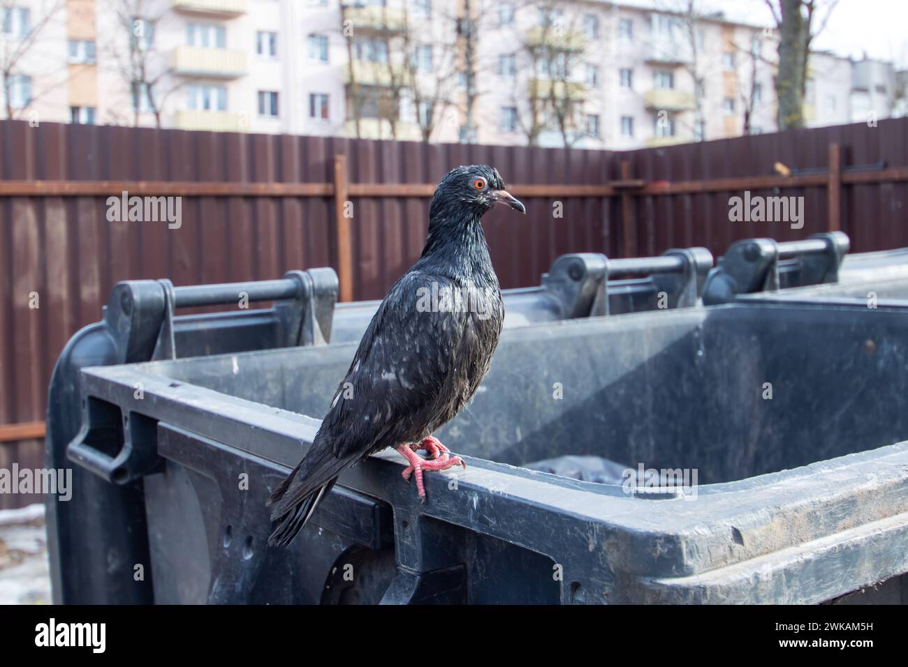 A shabby pigeon sits on a trash can close up Stock Photo - Alamy