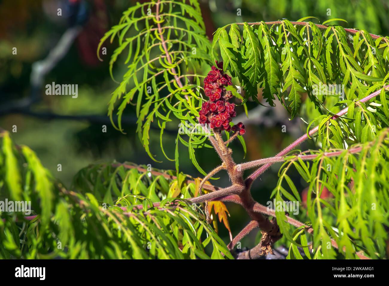 Rhus typhina in October. Rhus typhina, stag sumac, is a species of ...