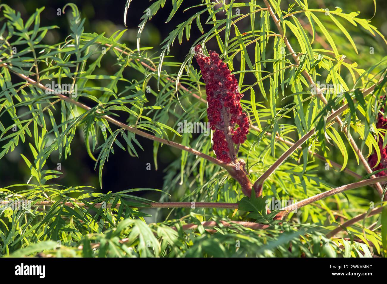 Rhus typhina in October. Rhus typhina, stag sumac, is a species of ...