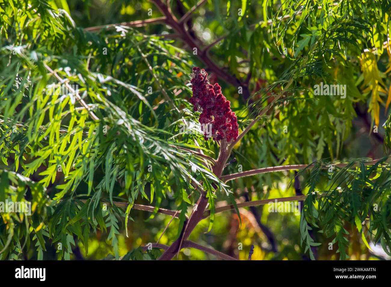 Rhus typhina in October. Rhus typhina, stag sumac, is a species of ...