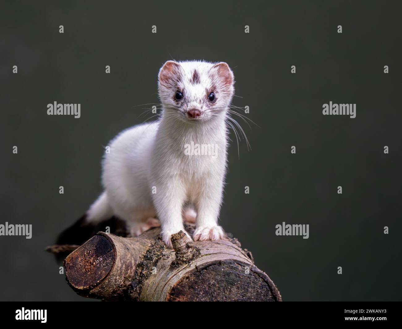 A Stoat in White Ermine Stock Photo - Alamy
